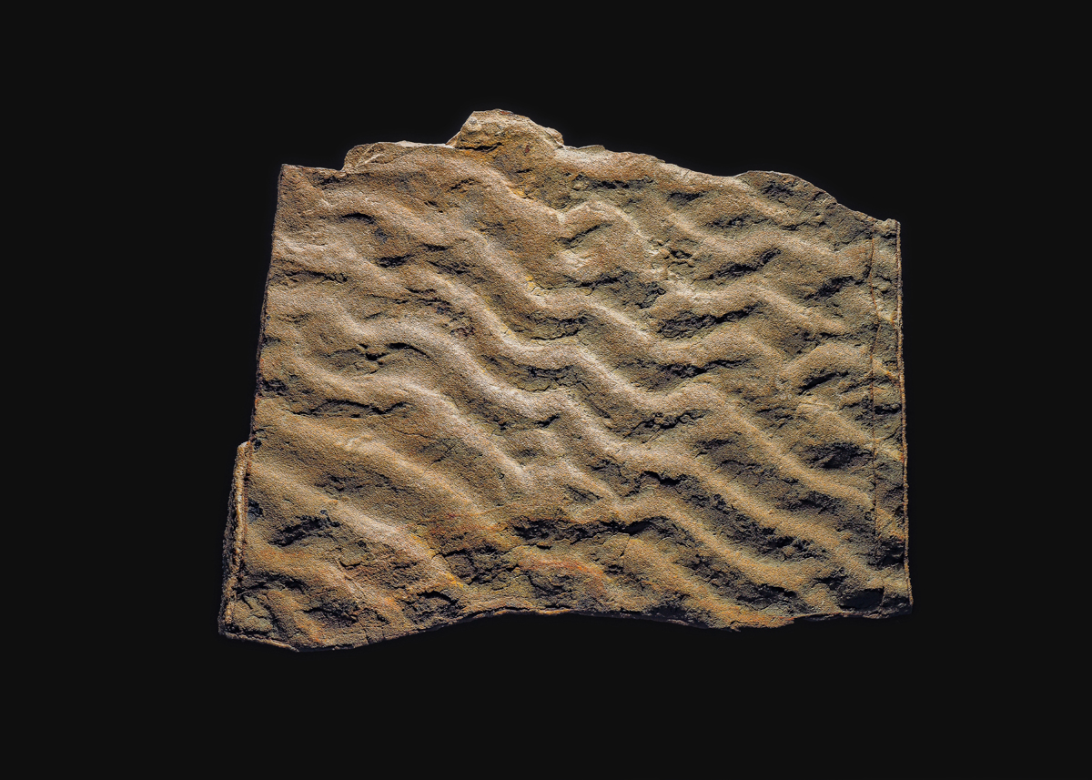 fossil n 3 fotografia impresion giclee de pigmento uv multicapa con ...