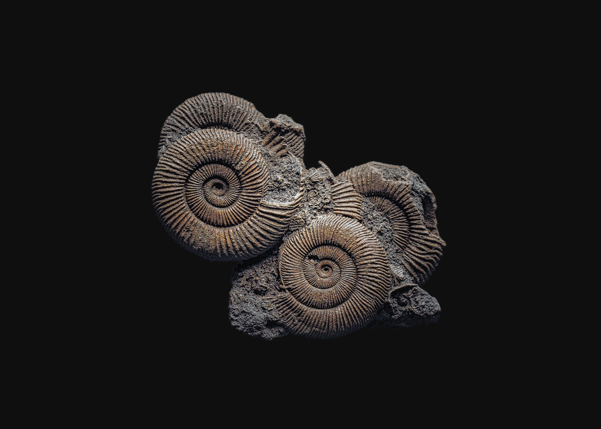 fossil n 4 fotografia impresion giclee de pigmento uv multicapa con ...