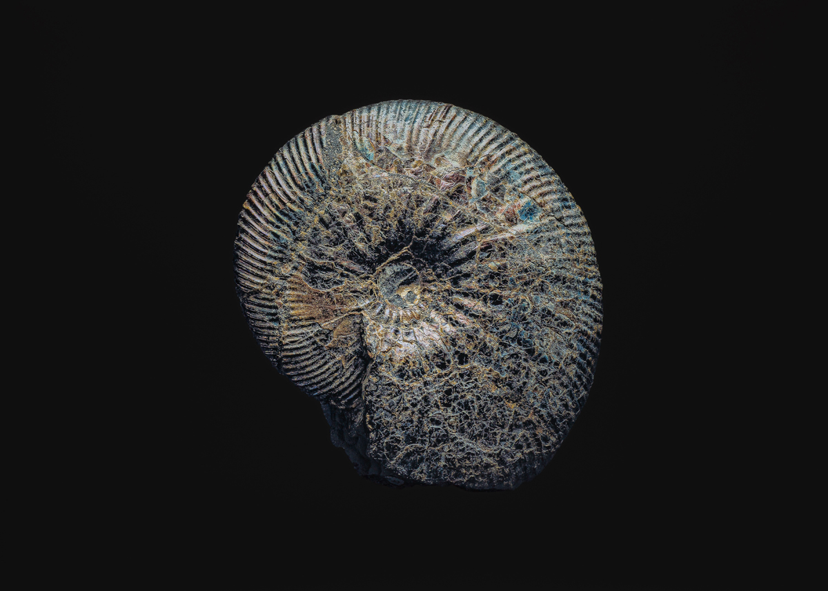 fossil n 8 fotografia impresion giclee de pigmento uv multicapa con ...